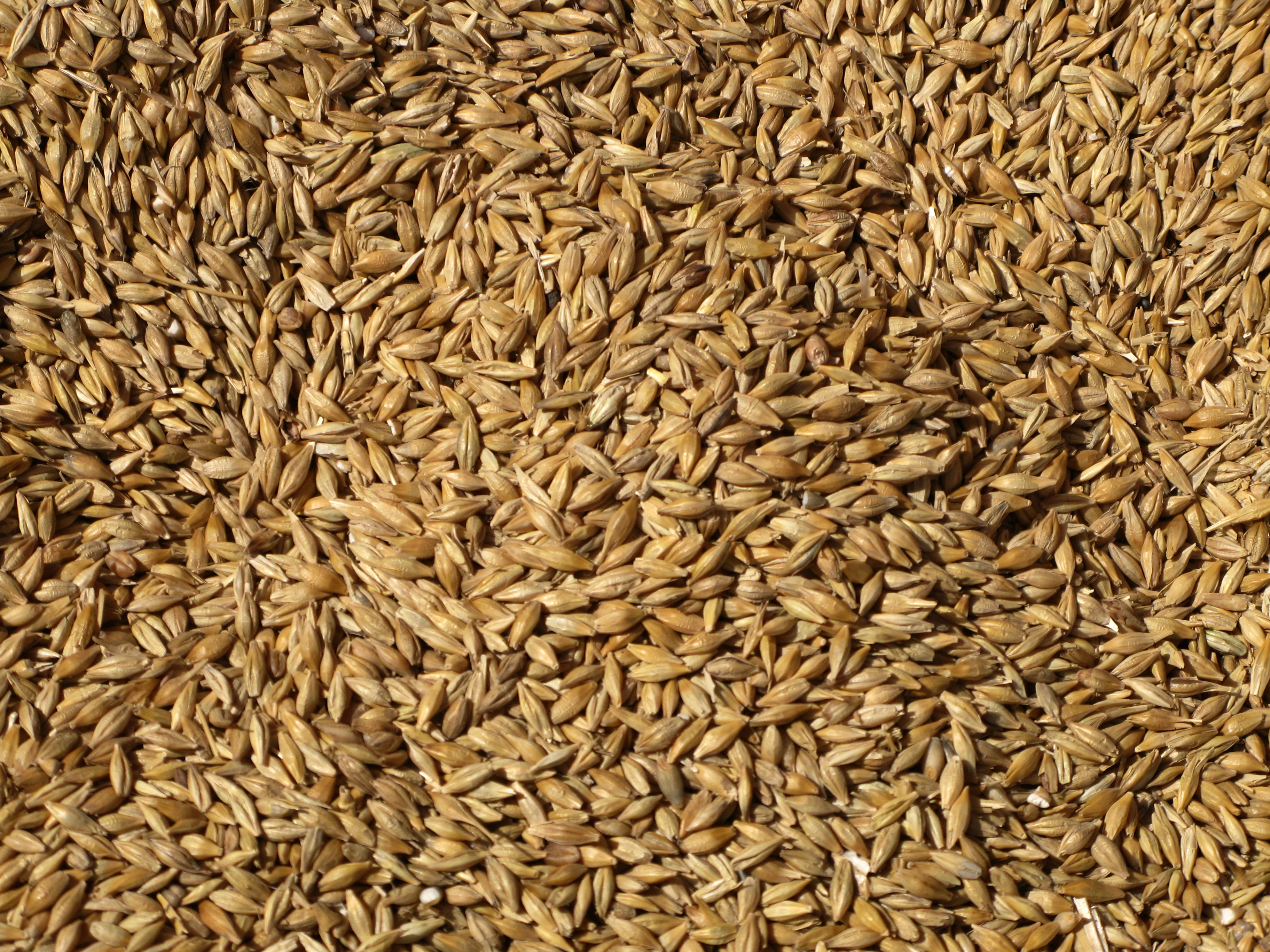 Grain D finition C est Quoi Grain D finition C est Quoi